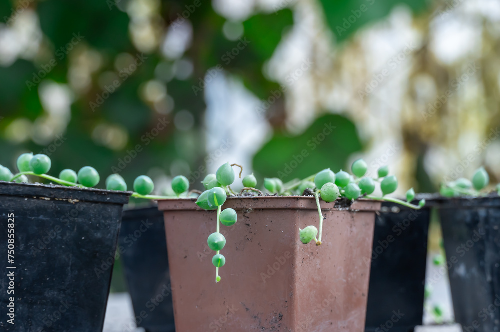 Green round leaves of curio rowleyanus growth in terracotta pot. String ...