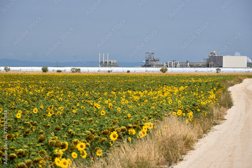 Parabolic trough solar energy collectors and sunflowers tracking sun ...