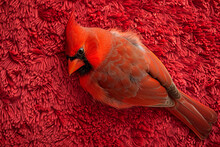 Cardinal Portrait Free Stock Photo - Public Domain Pictures