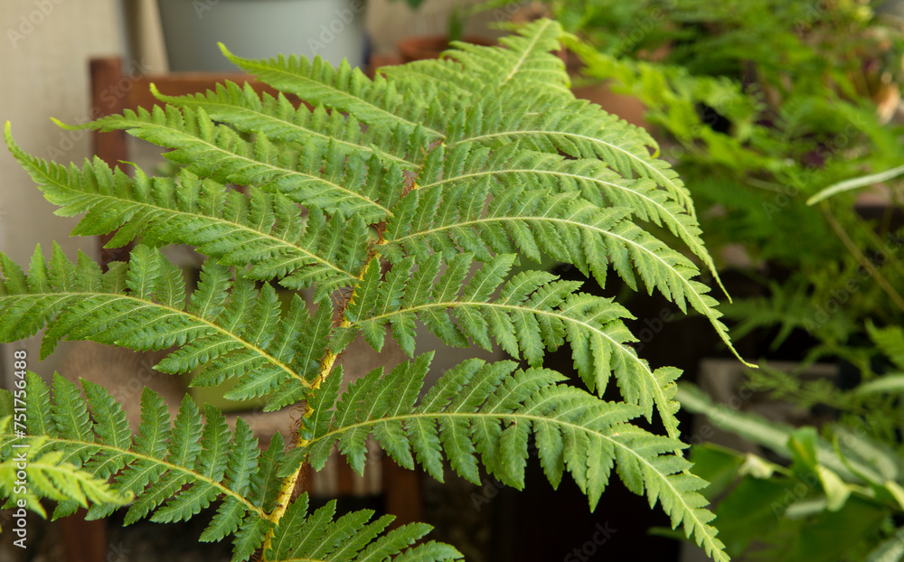 Exotic flora. Overhead closeup view of Cyathea cooperi fern, also known ...