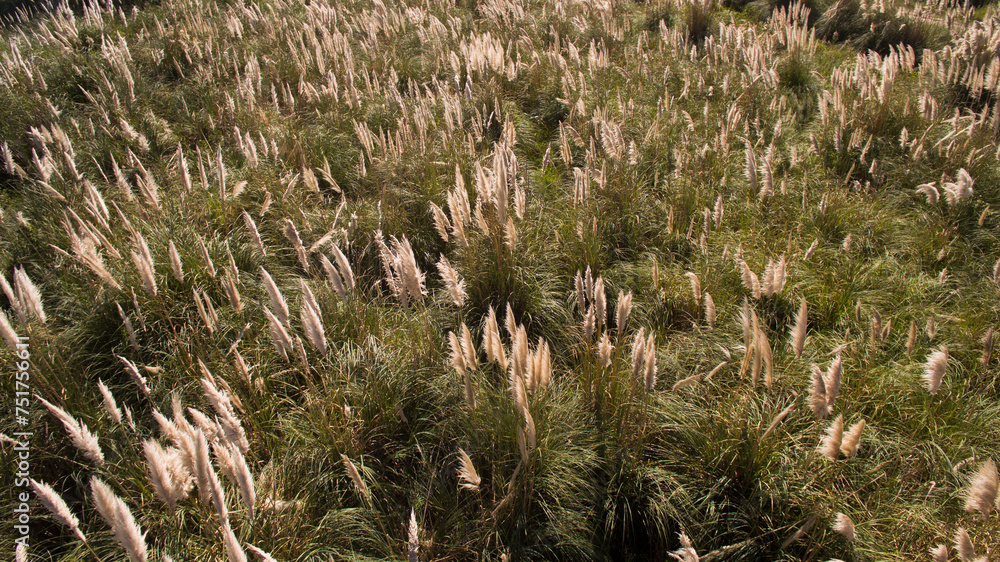 Rural landscape. Aerial top view of Cortaderia selloana, also known as ...