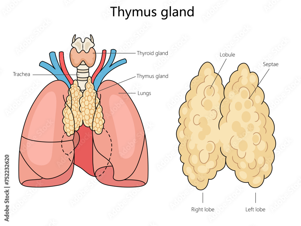 Human Thymus gland structure diagram hand drawn schematic vector ...