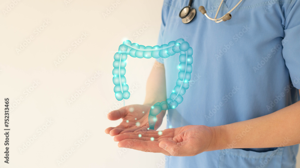 Healthy large intestine anatomy on doctor hands. Concept of healthy ...