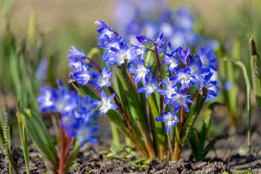 Photo Stock Selective focus of small and tiny blue flower in early ...