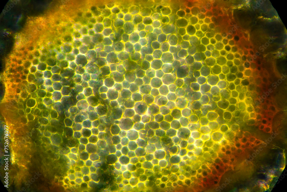 Cross section of a peat moss stem showing hydroids. Stock Photo | Adobe ...