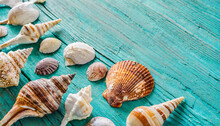 Seashell Collection Close-up Free Stock Photo - Public Domain Pictures