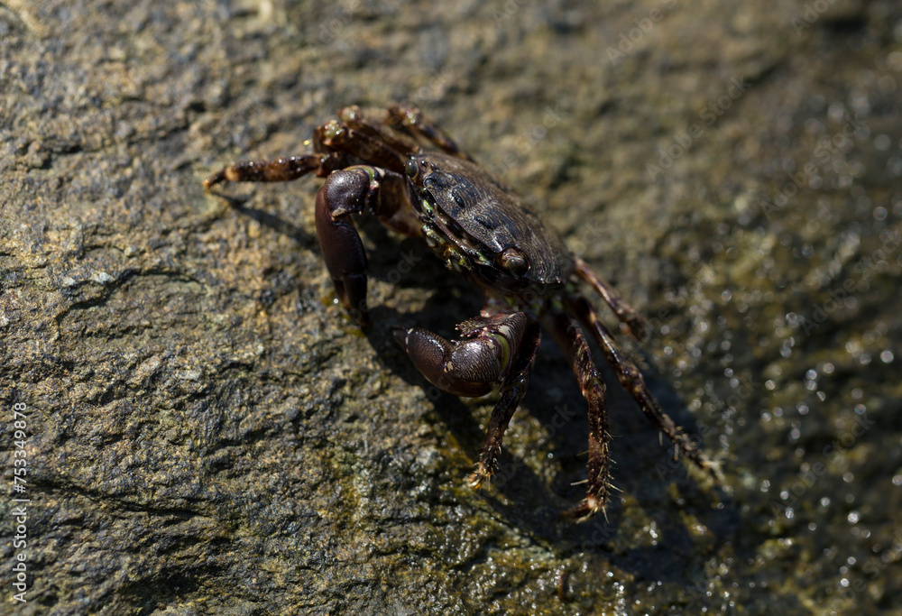 Pachygrapsus marmoratus is a species crab, sometimes called the marbled ...