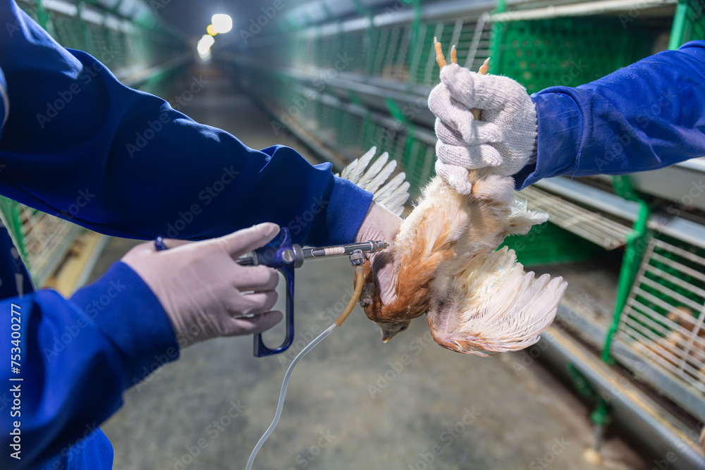 Disease prevention in chickens. Pullets vaccination in close farm ...