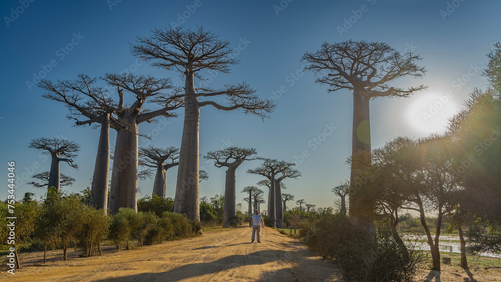 Photo Stock The famous baobab alley in the afternoon. Tall exotic trees ...