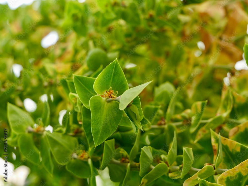 Flowers and fruits of caper spurge or paper spurge, gopher spurge ...