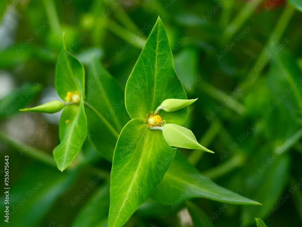 Flowers and fruits of caper spurge or paper spurge, gopher spurge ...