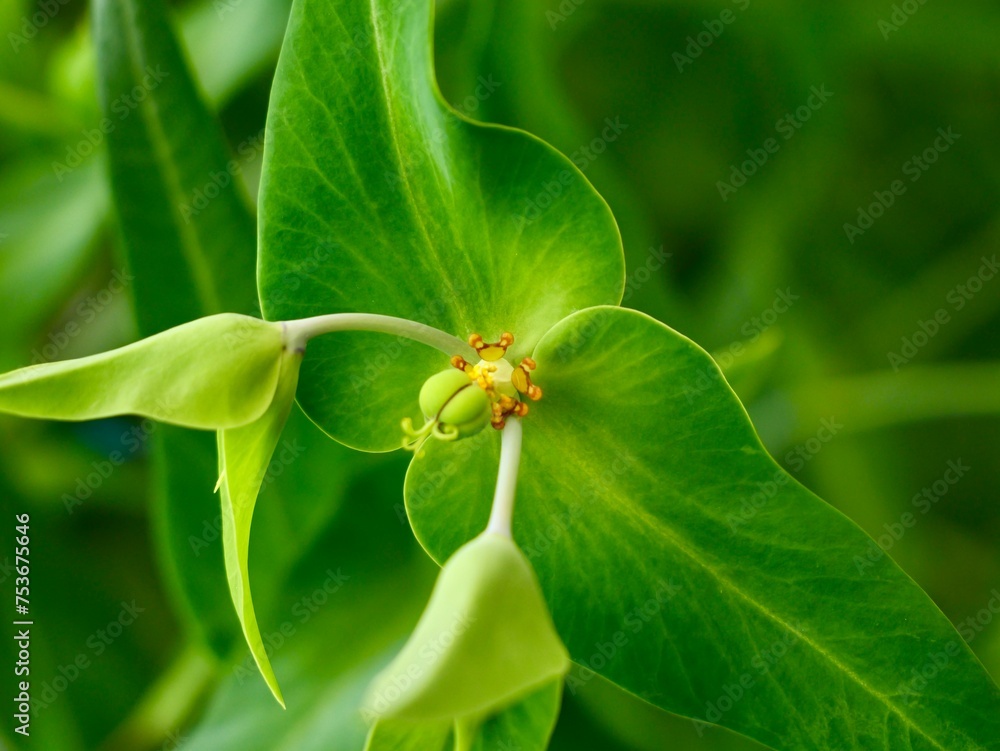 Flowers and fruits of caper spurge or paper spurge, gopher spurge ...