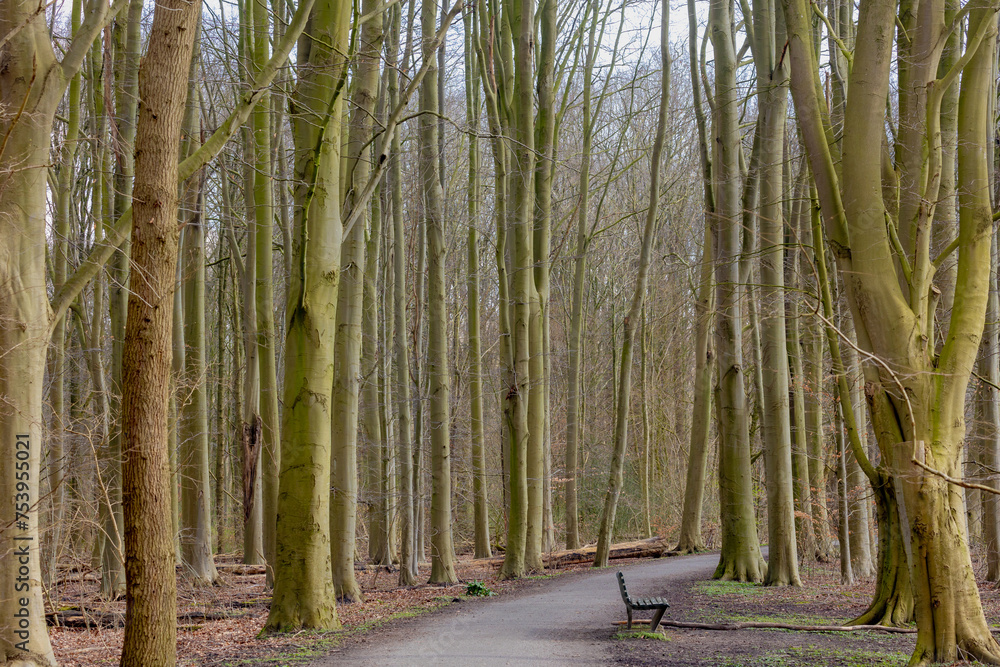 Late winter and early spring landscape, Nature cuve pathway through the ...