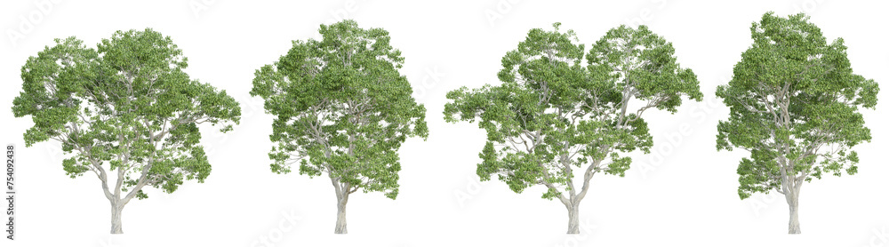 Castanea sativa tree isolated on transparent background, png plant, 3d ...