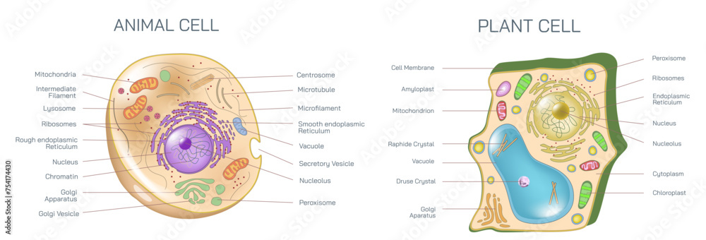 Plant cell and animal cell cross section anatomy vector illustration.A ...