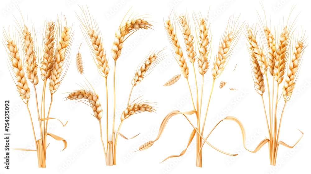 A diverse collection of wheat ears isolated on white, showcasing ...