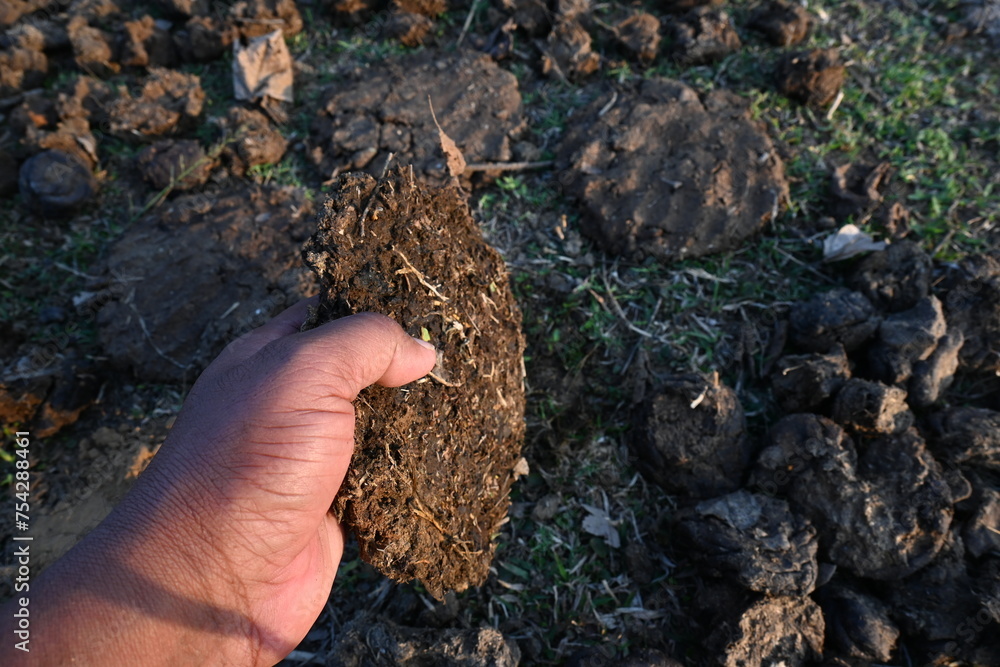 Cow Dung Cakes or gobar upla. Its used as fuel for making food in ...