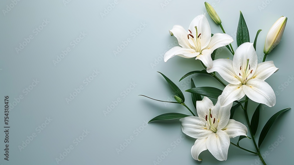 branch of white lilies flowers mourning or funeral background ...