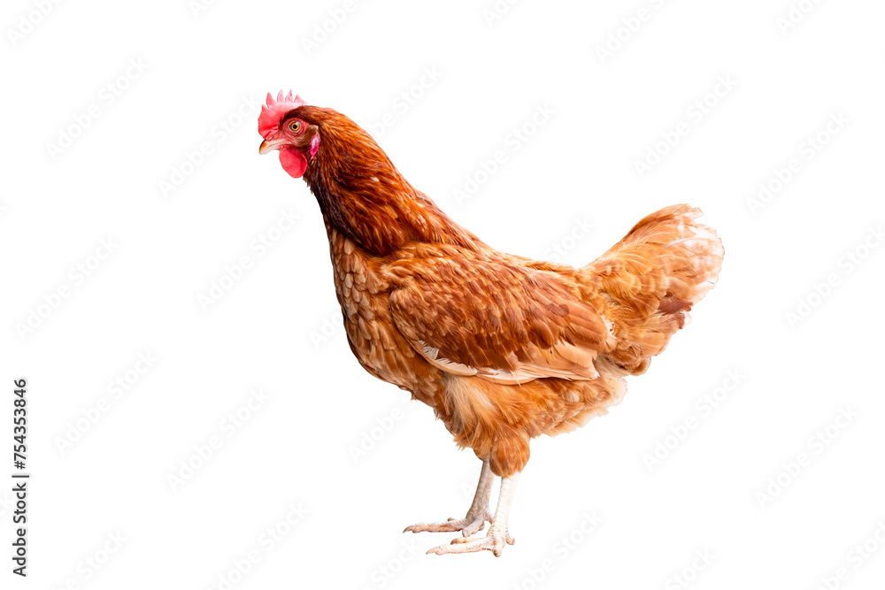 Chicken, Full body of brown chicken hen standing isolated transparent ...