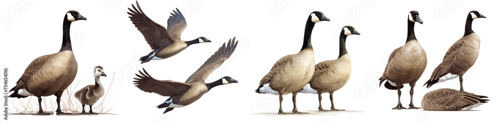 Canada geese png, anime style, cute clipart, isolated on white ...