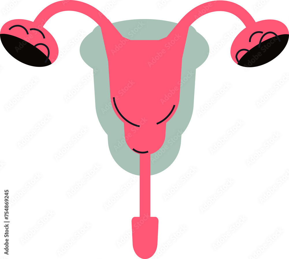 Anatomy of the female reproductive system, including the uterus, cervix ...