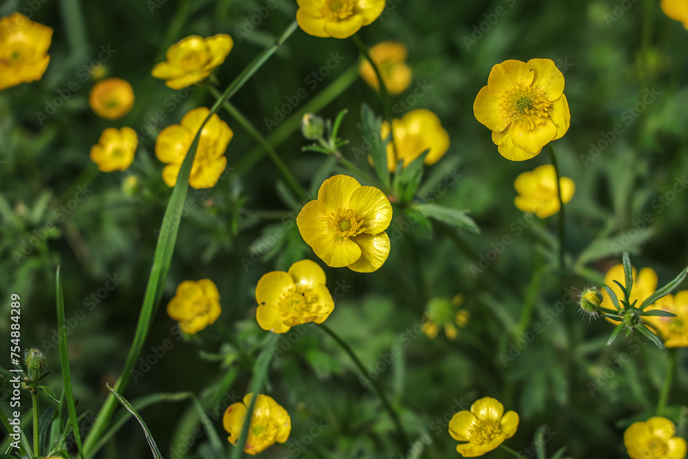 Ranunculus acris is a species of flowering plant in the family ...