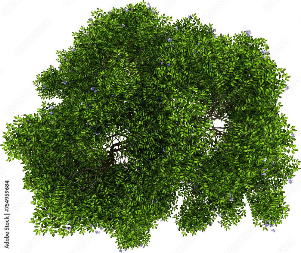 Isolated Realistic 3D Plant Tree Top View Plan Render on transparent ...