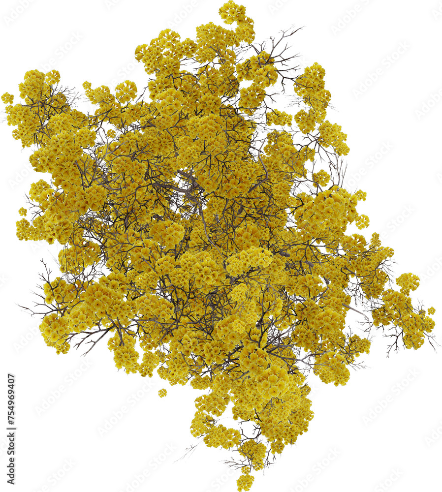 Isolated Realistic 3D Plant Tree Top View Plan Render on transparent ...