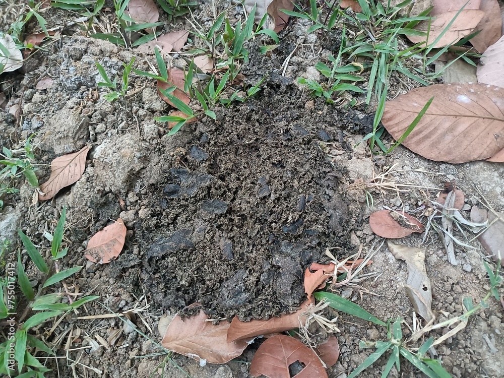 Cow dung, also known as cow pats, cow pies or cow manure, is the waste ...