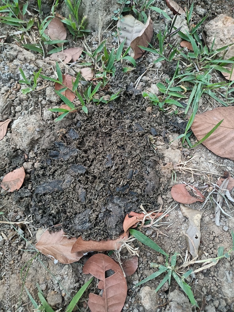 Cow dung, also known as cow pats, cow pies or cow manure, is the waste ...
