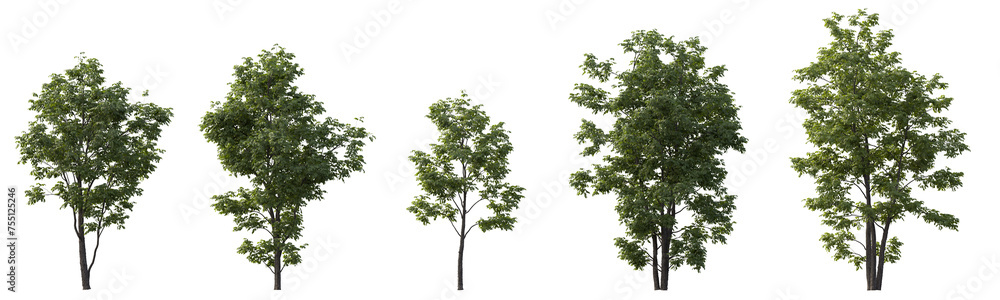 Fraxinus velutina (velvet, Arizona, Modesto ash) frontal set isolated ...