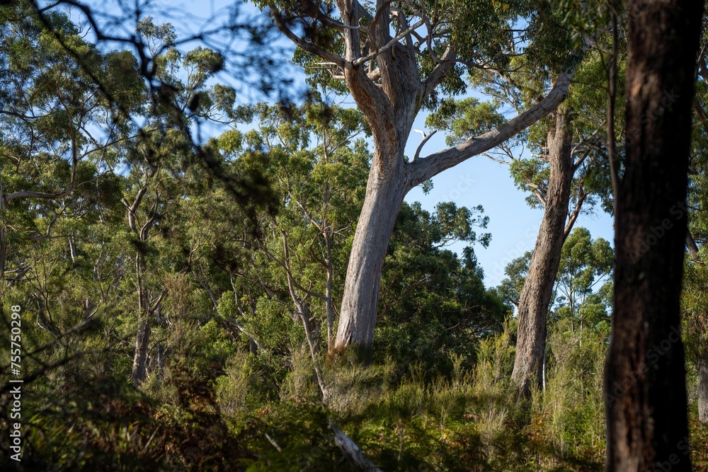 Trees and shrubs in the Australian bush forest. Gumtrees and native ...