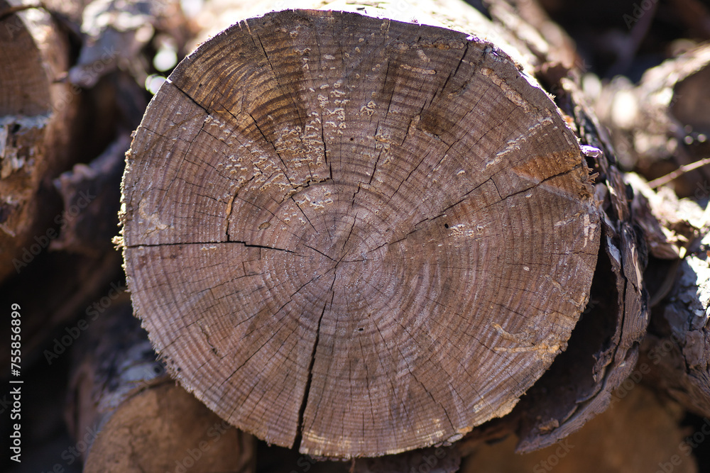 Detail of the cross section of a log of wood where you can see the ...