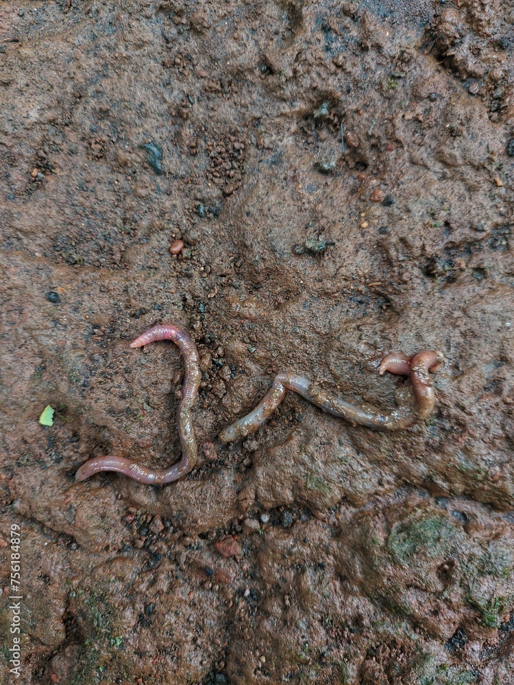 Earthworms are tube-shaped, segmented worms in the phylum Annelida ...