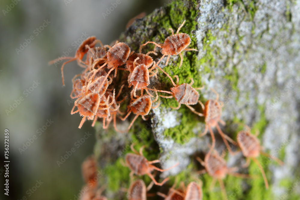 Mass group Mites of genus Bryobia in the spider mite family ...