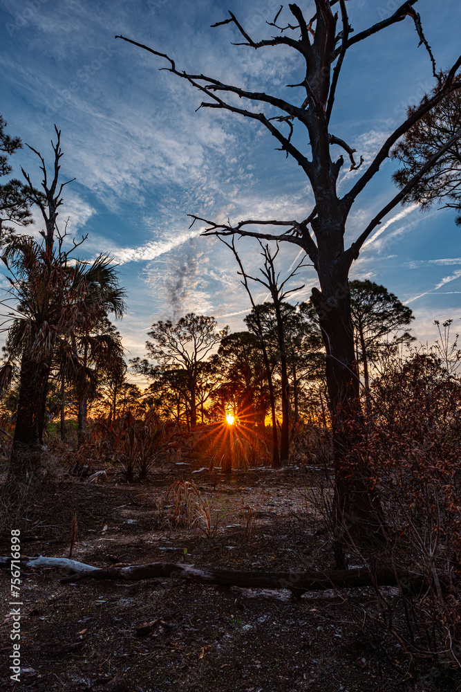 Palm trees, forest after prescribed fire. Florida wildlife. Honeymoon ...