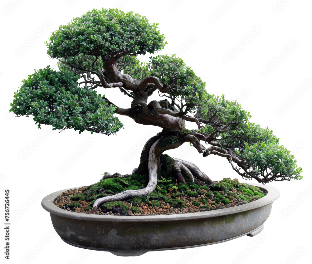 Mature juniper bonsai tree in a ceramic pot, cut out - stock png. Stock ...