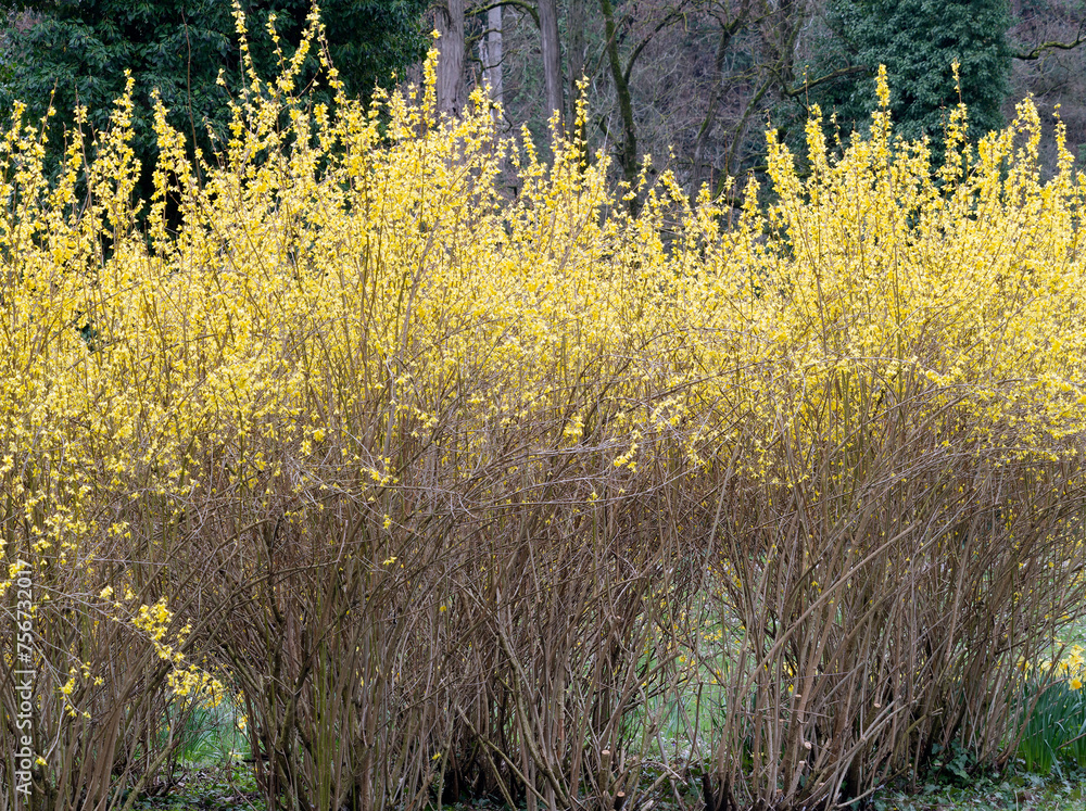 (Forsythia ×intermedia) Border forsythia 'Lynwood Variety'. Spreading ...