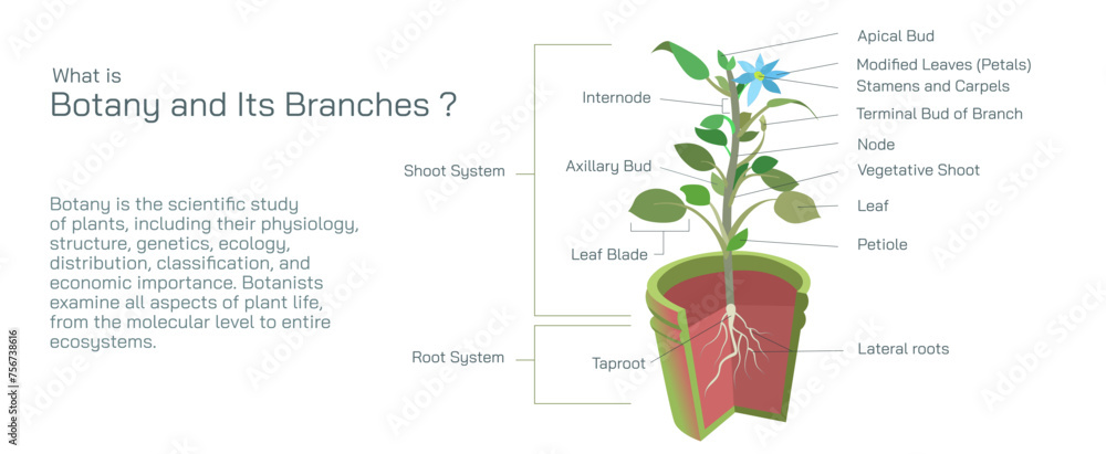 Structure of a plant vector. Botany and its branches students study ...