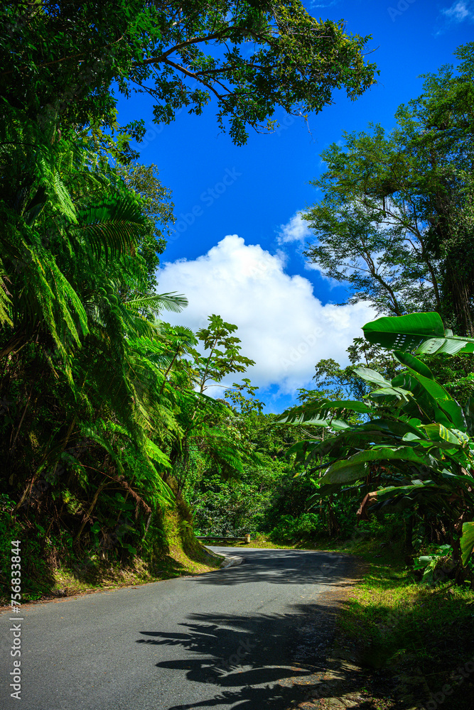 Tranquil rainforest landscape with winding paved road on Route 191 in ...