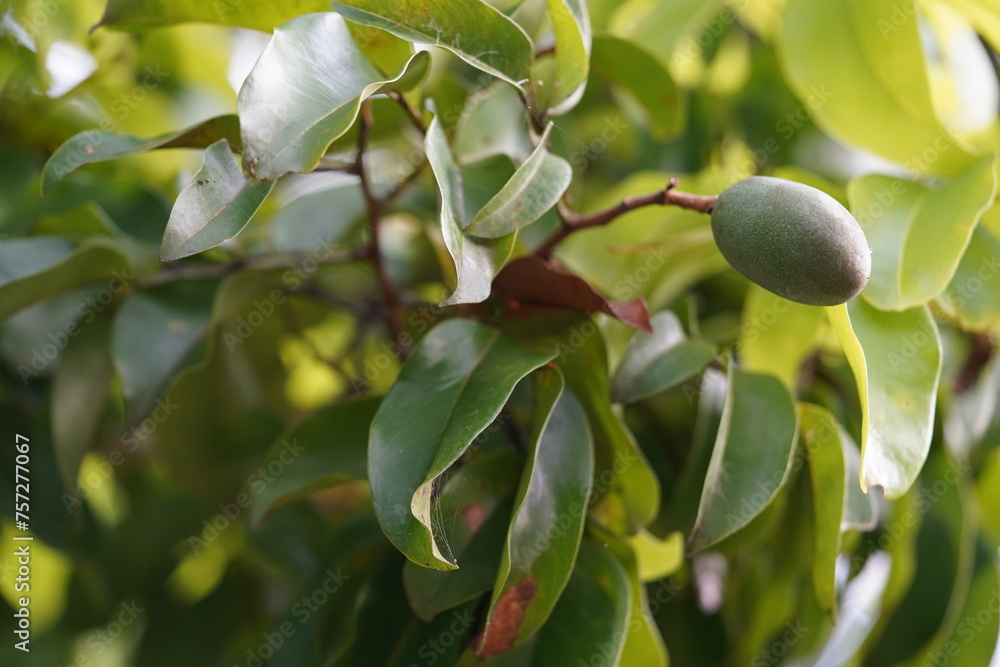 Unripe fruits and leaves of the cumaru tree (Dipteryx odorata). The ...