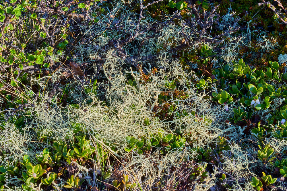 typical vegetation such as lichens and moss in the landscape of cold ...