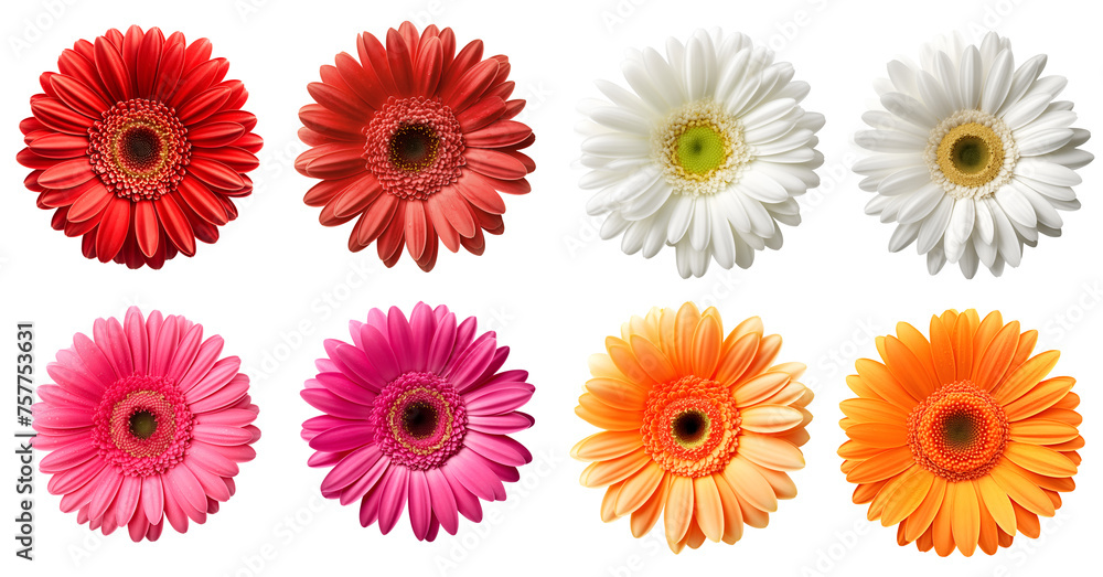 Collection set of hot pink red maroon orange white stalk of Gerber ...