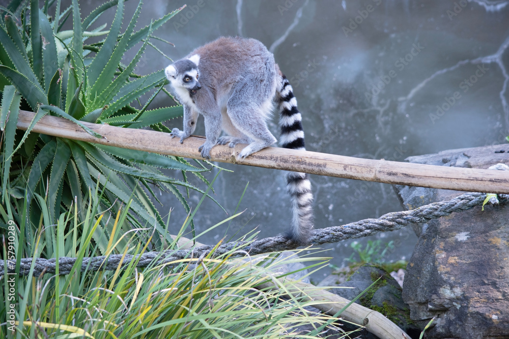 Ring-tailed lemur backs are grey to rosy brown with grey limbs and dark ...