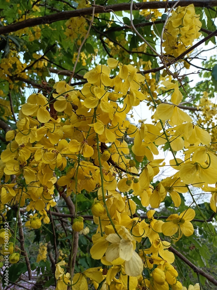 Cassia fistula, also known as golden shower, purging cassia, Indian laburnum, Kani Konna, Konna ...