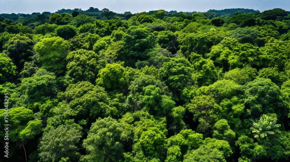 Drone view lush forest canopy absorbing co2 for carbon neutrality and ...