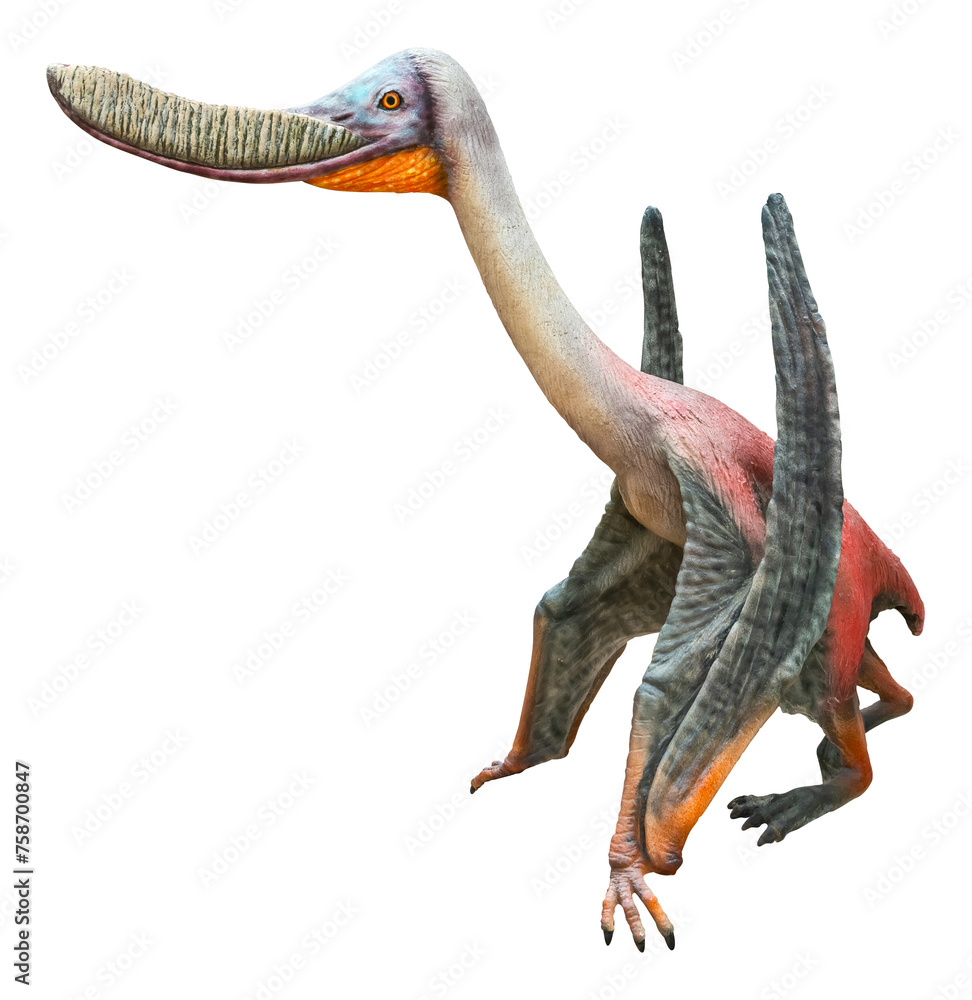 Pterodaustro is a genus of ctenochasmatid pterodactyloid pterosaur and ...