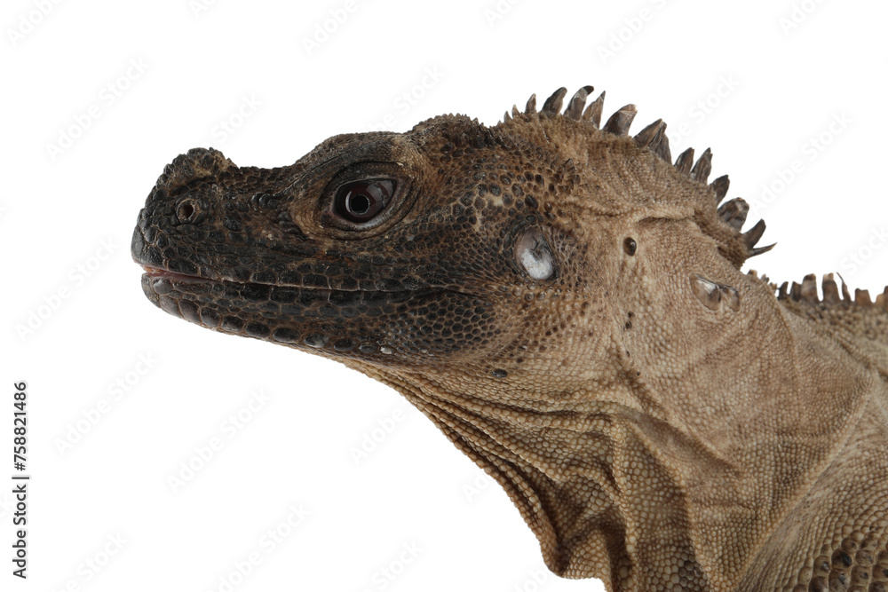 Closeup head of Indonesian Giant Sailfin Dragon (Hydrosaurus ...