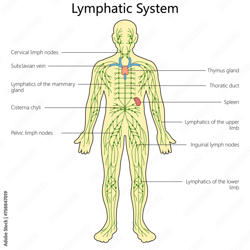 Lymphatic system structure diagram hand drawn schematic vector ...