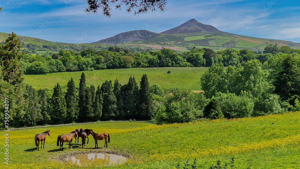Horses peacefully graze, framed by the majestic beauty of County ...